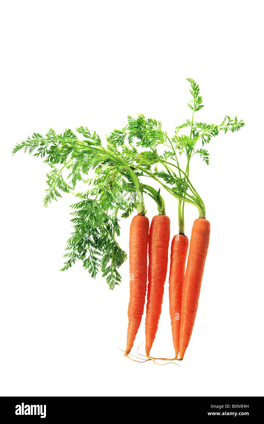 Root stem hi-res stock photography and images - Alamy