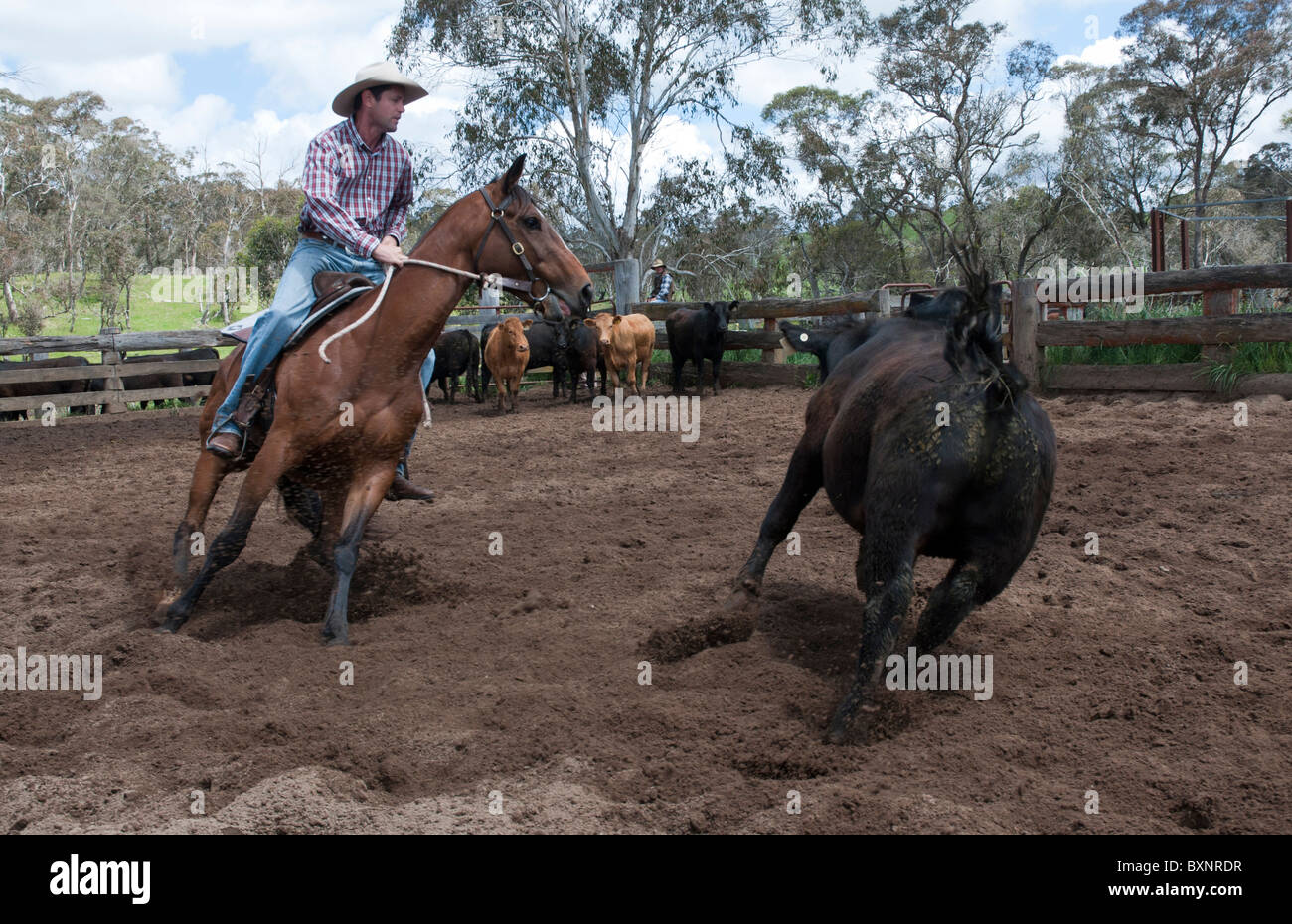 Campdraft hi-res stock photography and images - Alamy