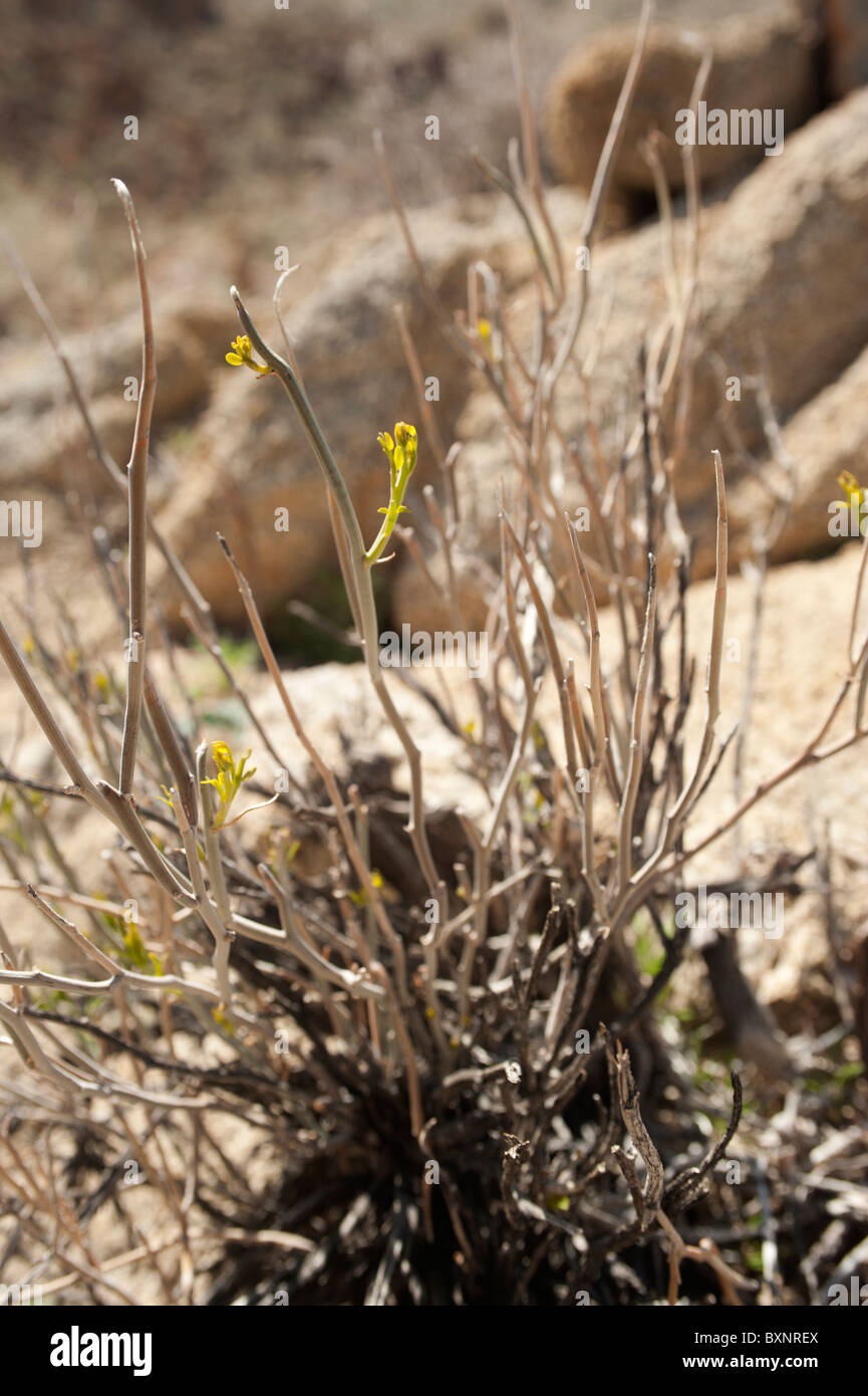 Mormon Tea (Ephedra Viridis Stock Photo - Alamy