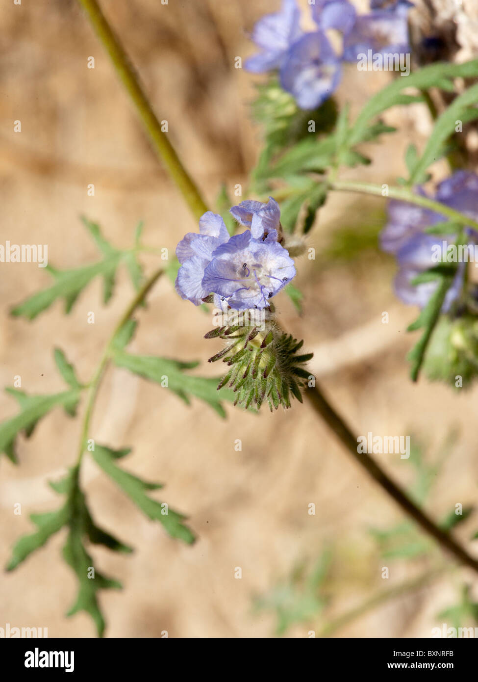 Blue phacelia distans hi-res stock photography and images - Alamy