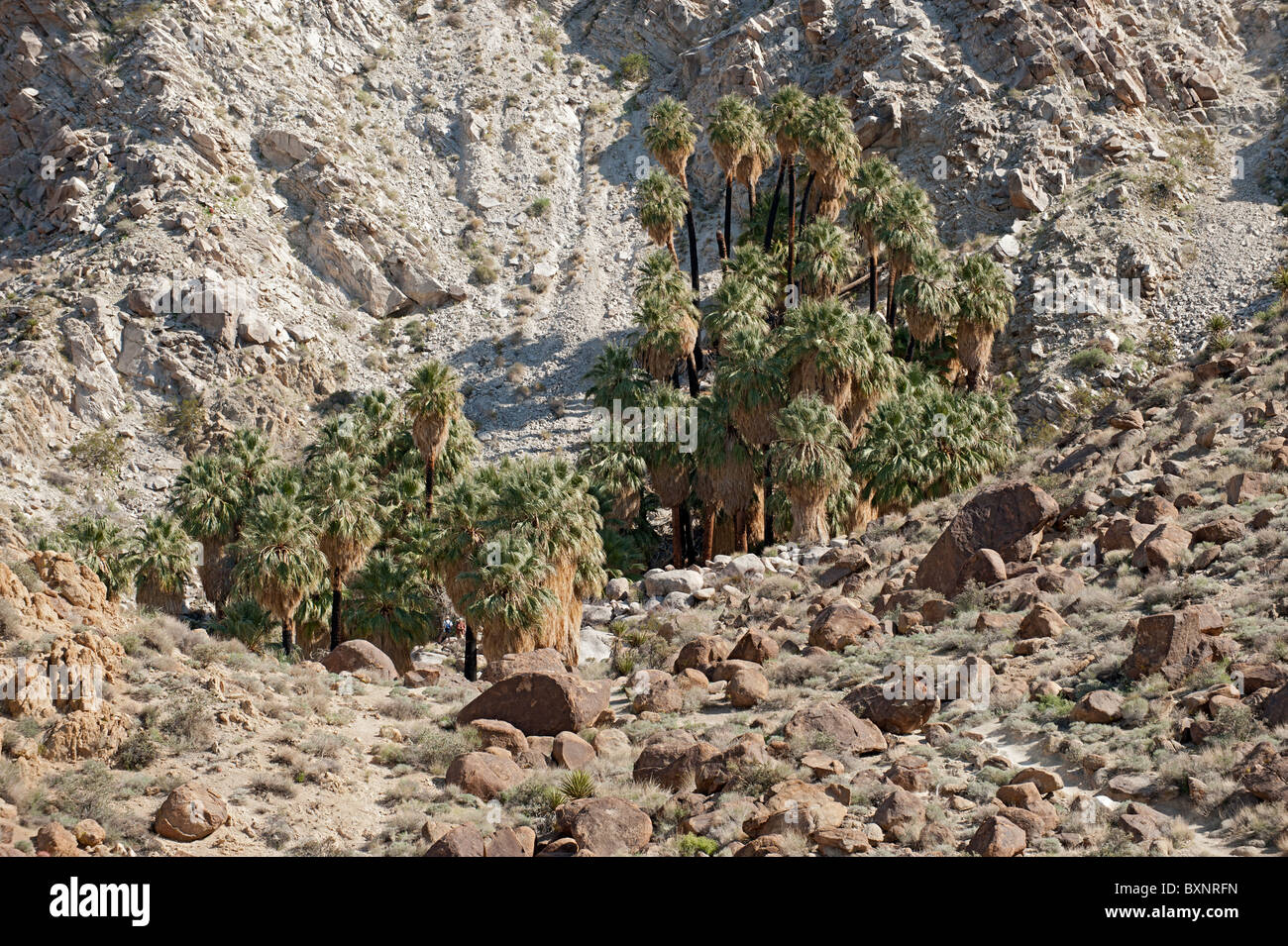 The Fortynine Palms Oasis in Joshua Tree National Park Stock Photo - Alamy