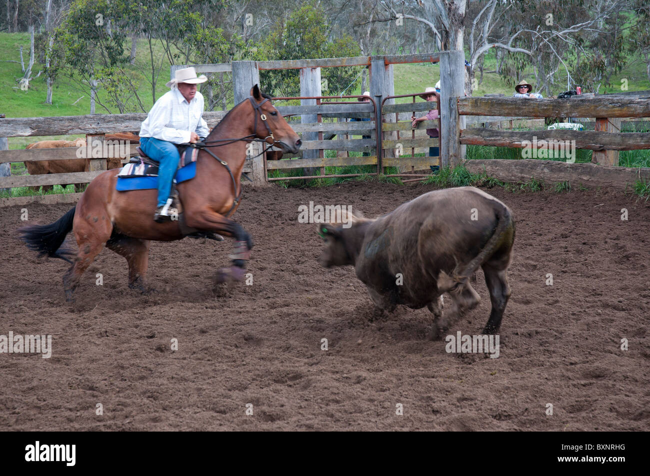 A cowboy demonstrates his skill in cutting out cattle at the Ebor ...