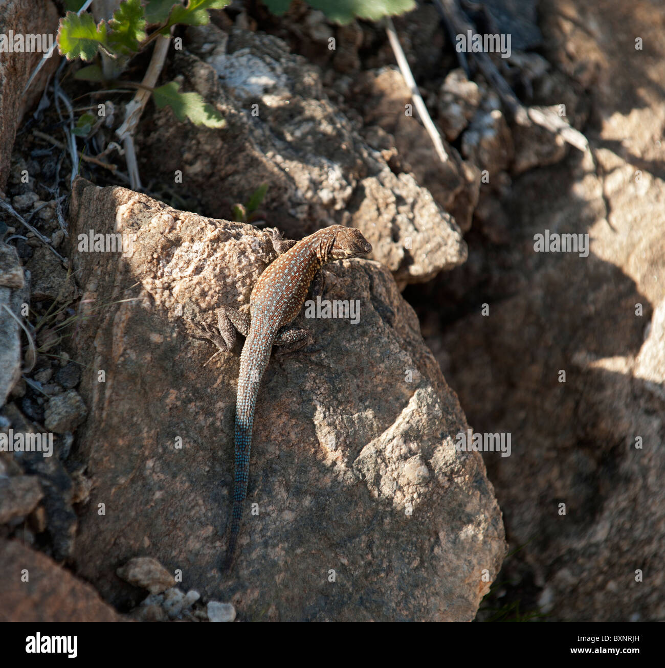 side-blotched lizard (Uta stansburiana) in Joshua Tree National Park ...