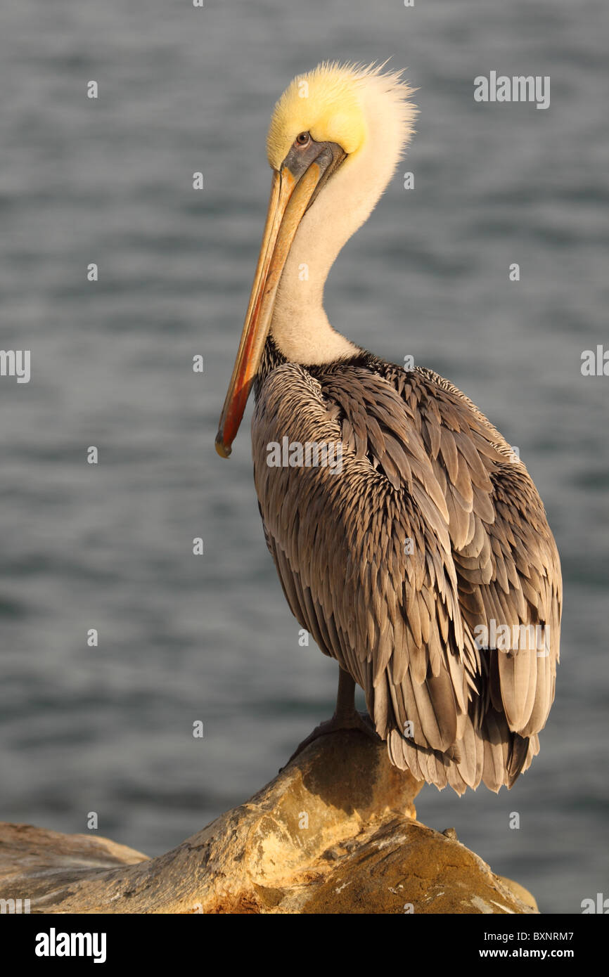 A Brown Pelican resting on an oceanside perch Stock Photo - Alamy