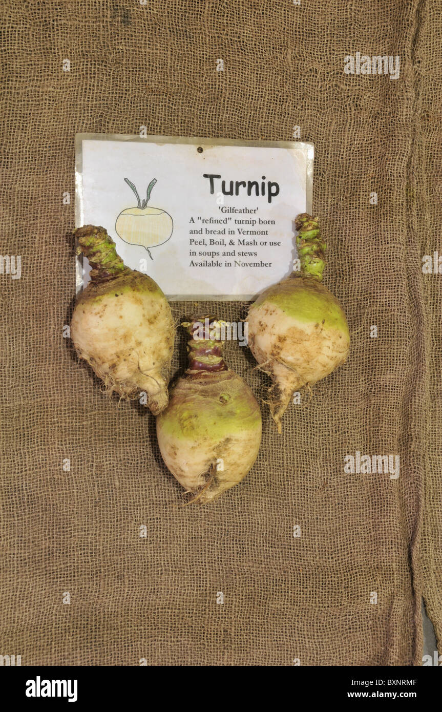 Gilfeather Turnips on burlap background with shareholder farm ...