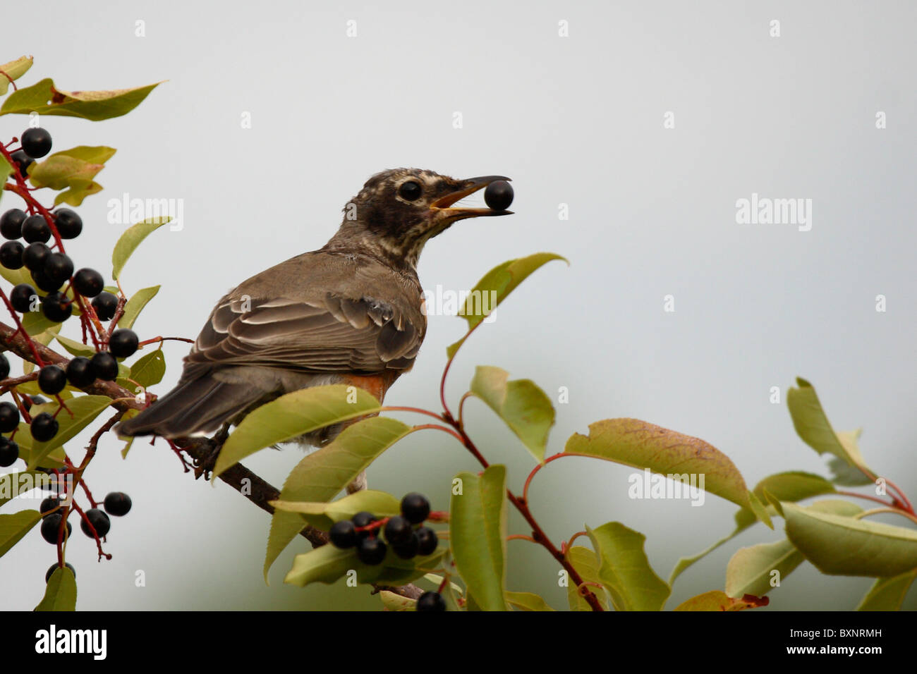 Robin with berry hi-res stock photography and images - Alamy