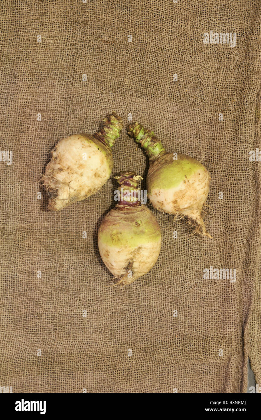 Gilfeather Turnips on burlap background Stock Photo - Alamy