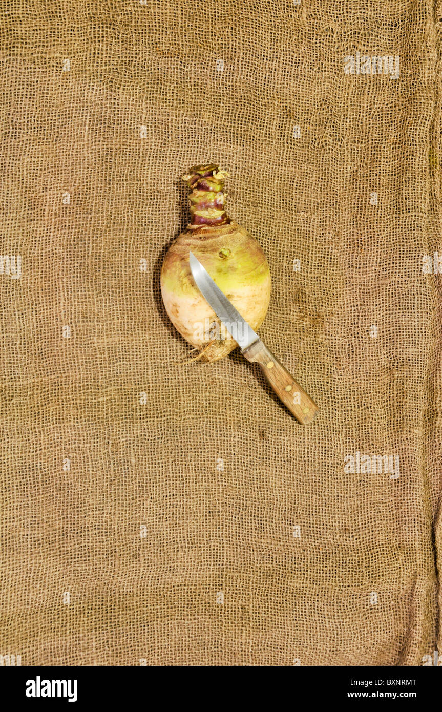 Gilfeather Turnips on burlap background with knife for scale Stock ...