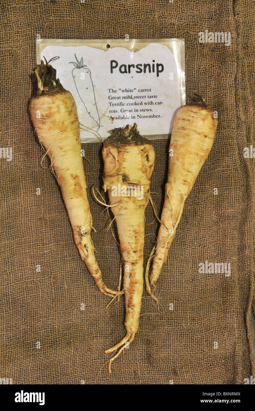 Parsnips on burlap background with shareholder farm explanatory sign ...
