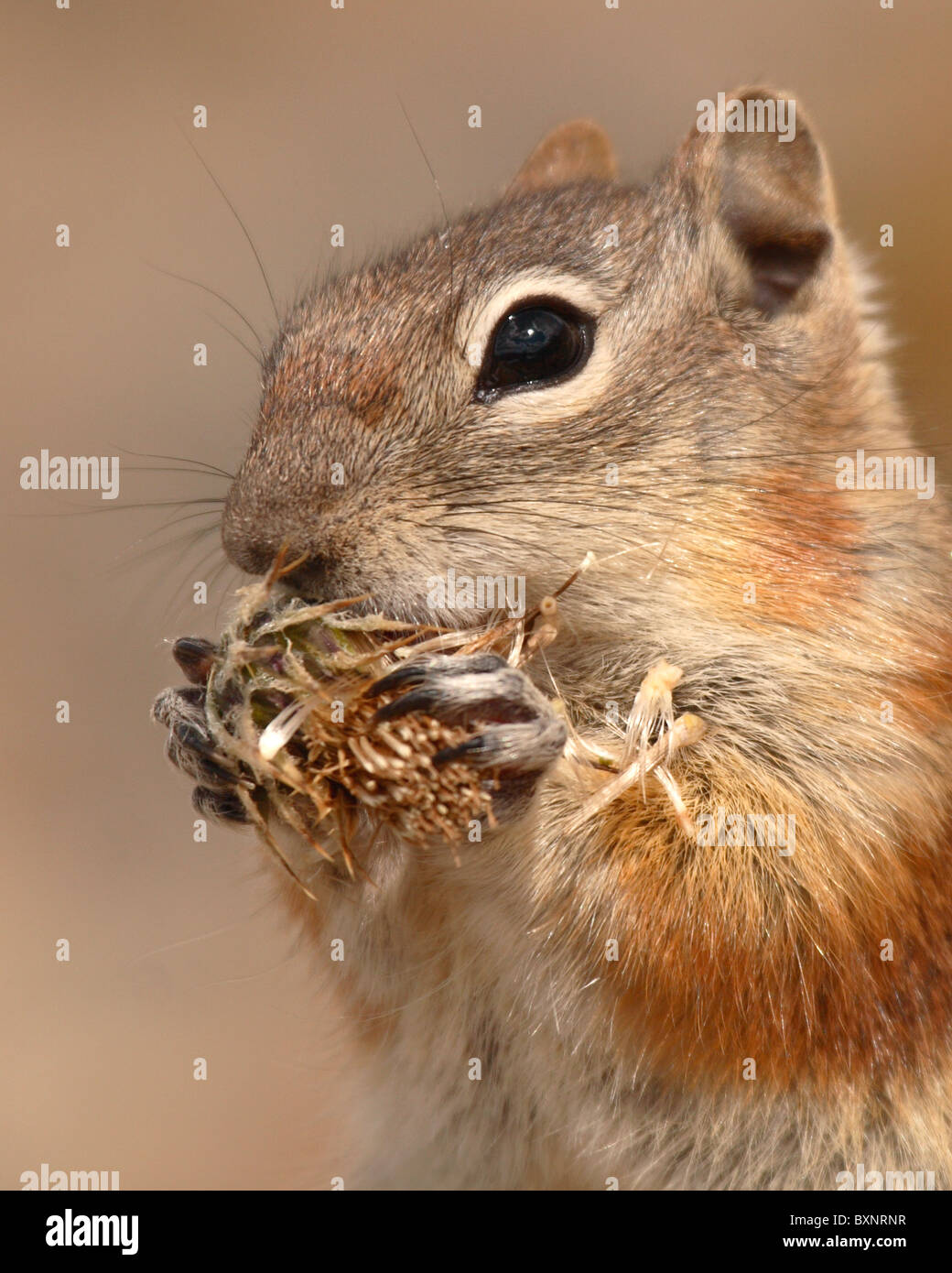 A Golden-mantled Ground Squirrel feeding Stock Photo - Alamy
