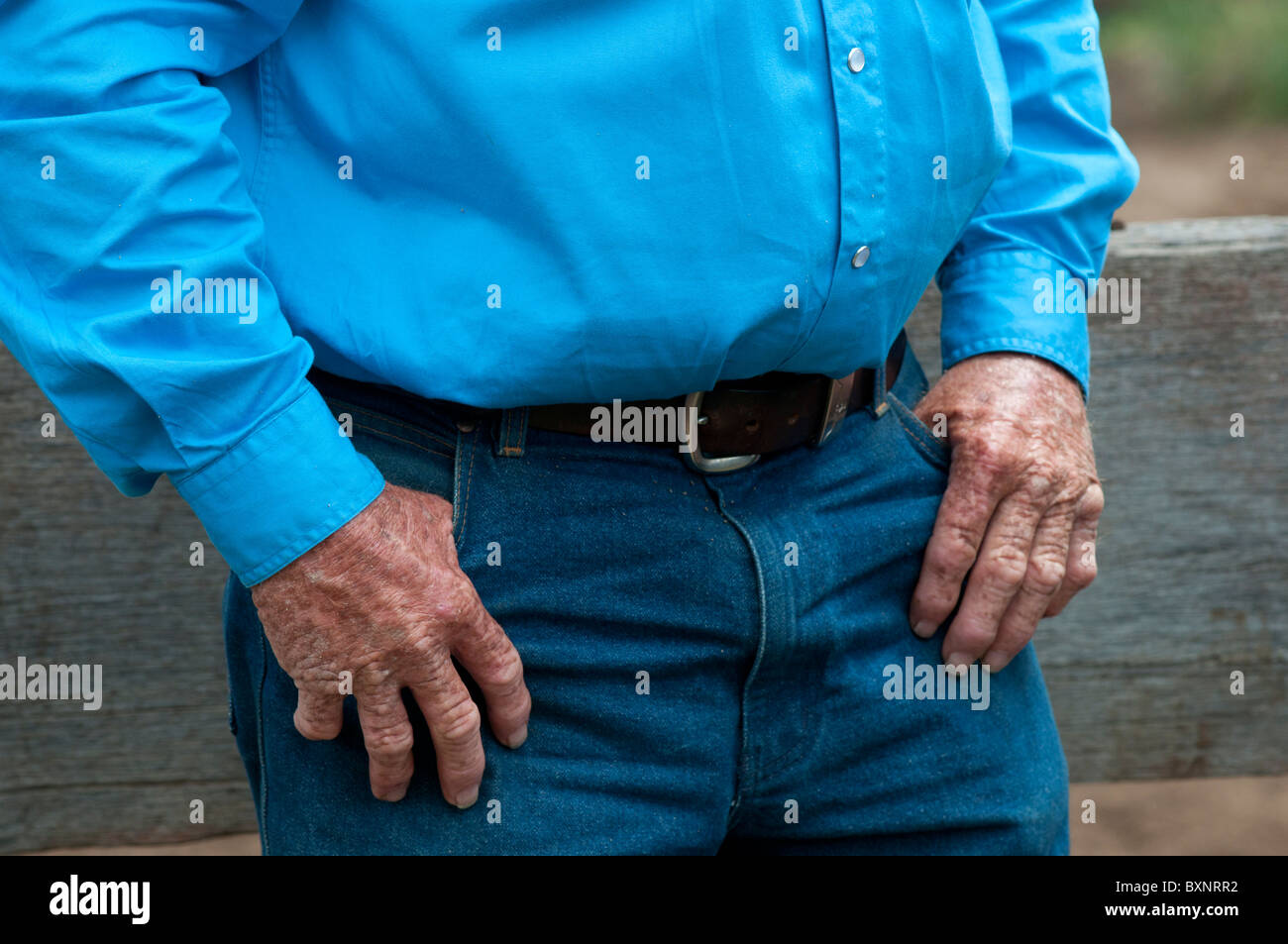The work worn hands of an old horse breaker and farrier at Ebor annual ...