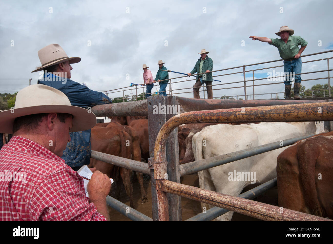 Cattle sales at the Gunnedah Stock yards in New South Wales Stock Photo ...
