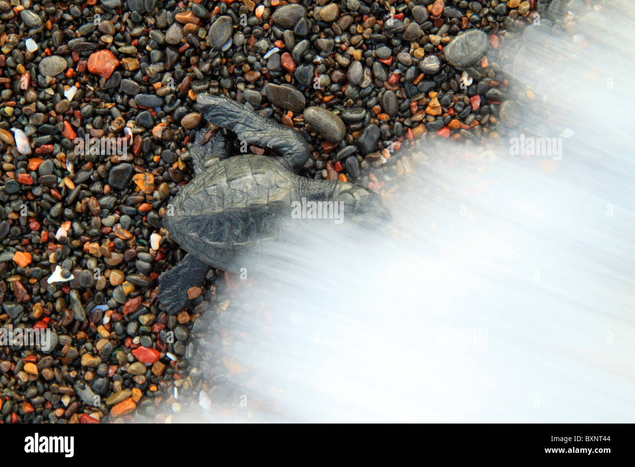 Olive Ridley Turtle hatchling arrives at surf on Ostional beach Stock ...