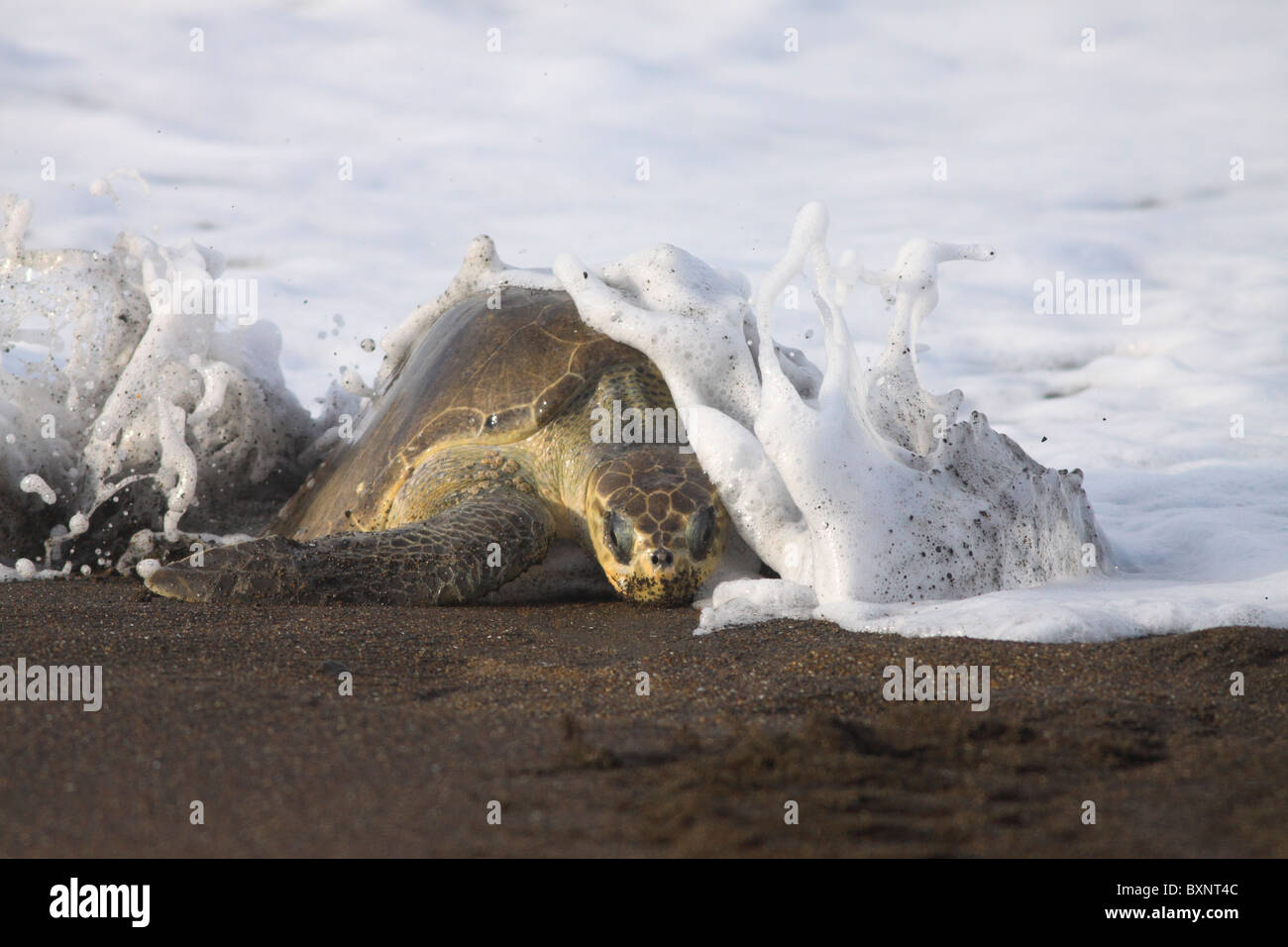Olive Ridley Turtle emerges from ocean at Ostional to lay eggs during ...