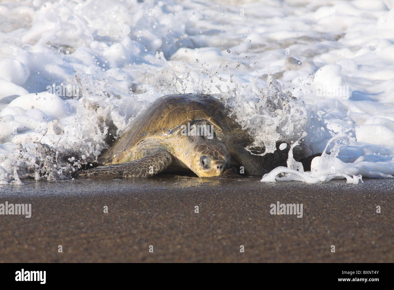 Olive Ridley Turtle emerges from ocean at Ostional to lay eggs during ...