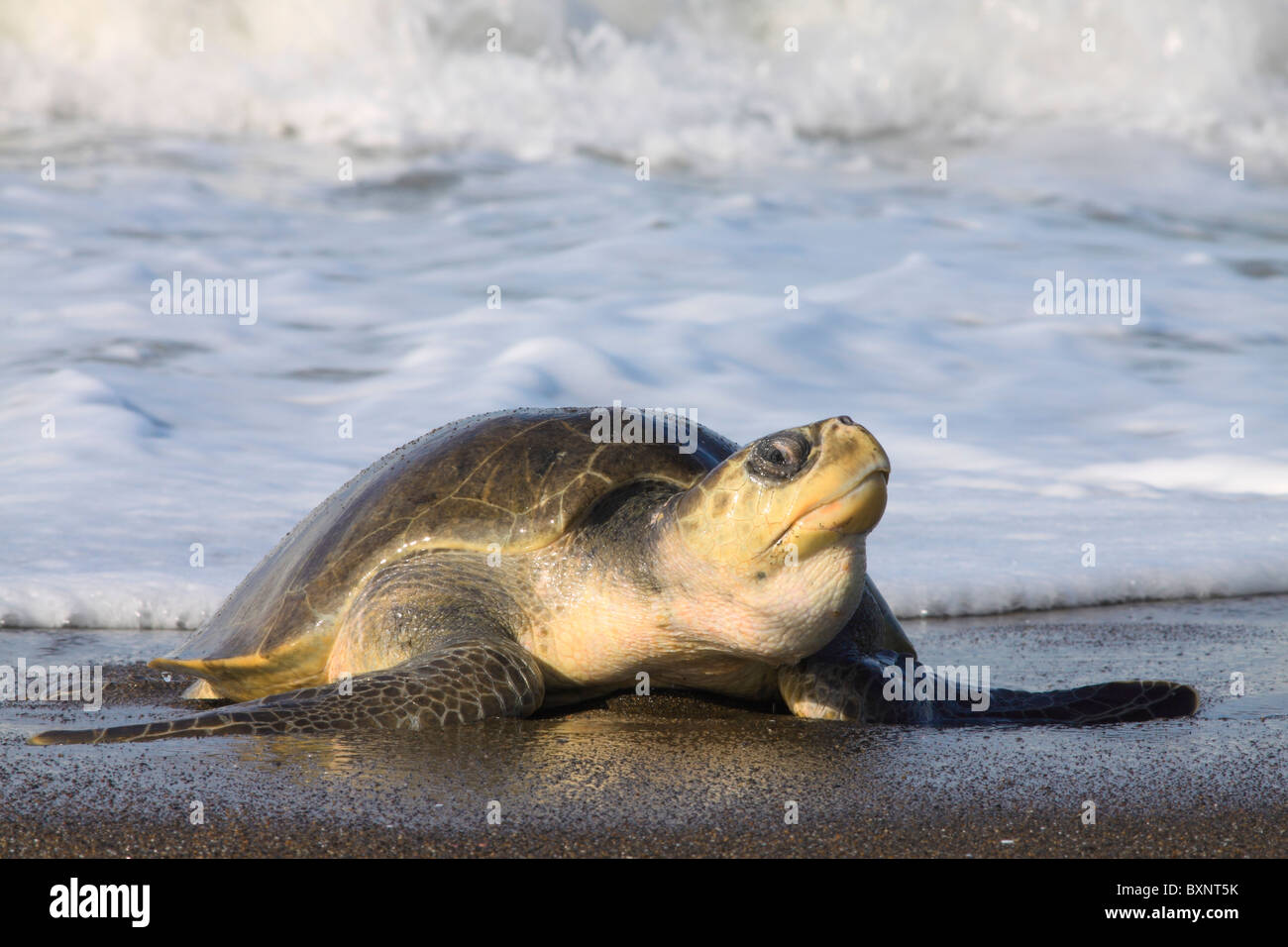 Olive Ridley Turtle emerges from ocean at Ostional to lay eggs during ...