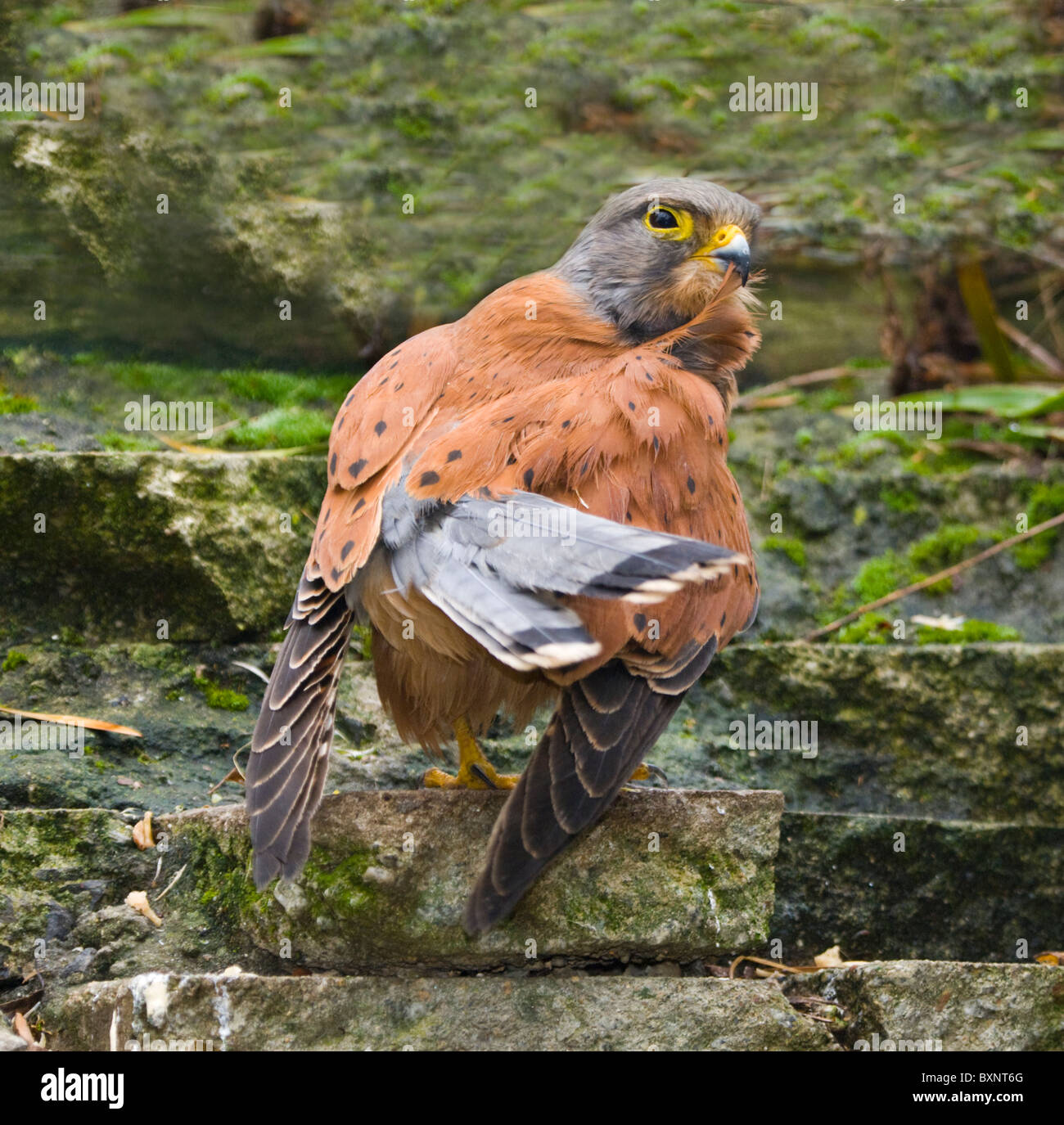 African rock kestrel hi-res stock photography and images - Alamy