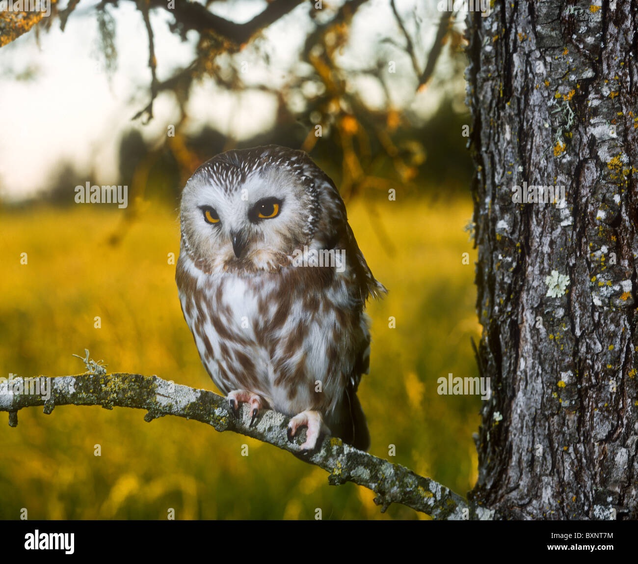 Aegolius acadicus usa hi-res stock photography and images - Alamy
