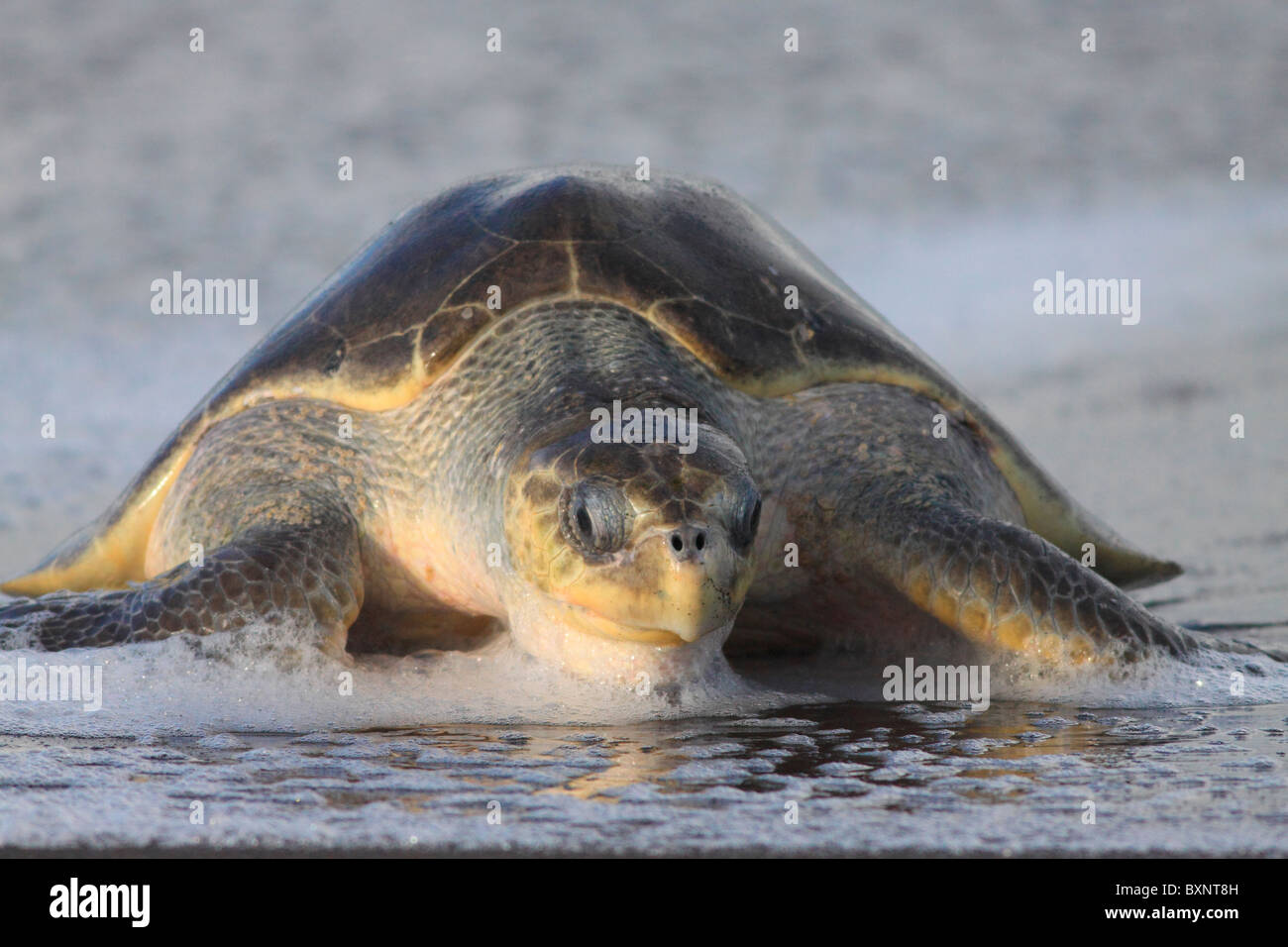 Olive Ridley Turtle emerges from ocean at Ostional to lay eggs during ...