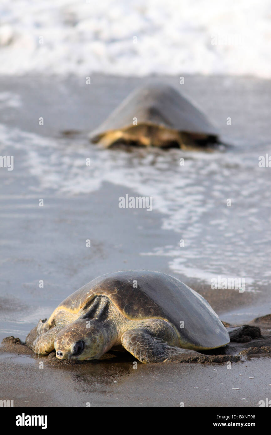 Olive Ridley Turtle emerges from ocean at Ostional to lay eggs during ...