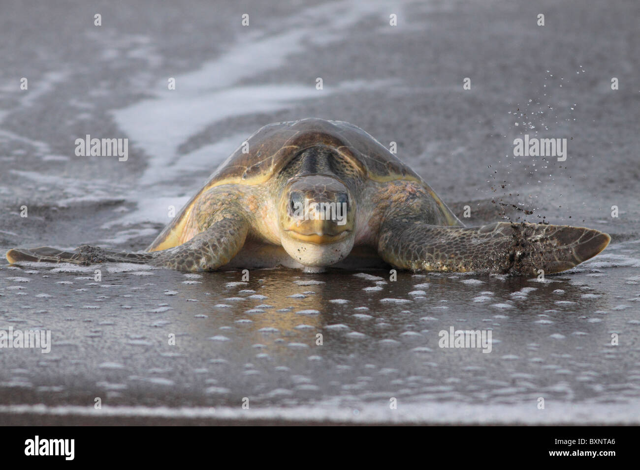 Olive Ridley Turtle emerges from ocean at Ostional to lay eggs during ...