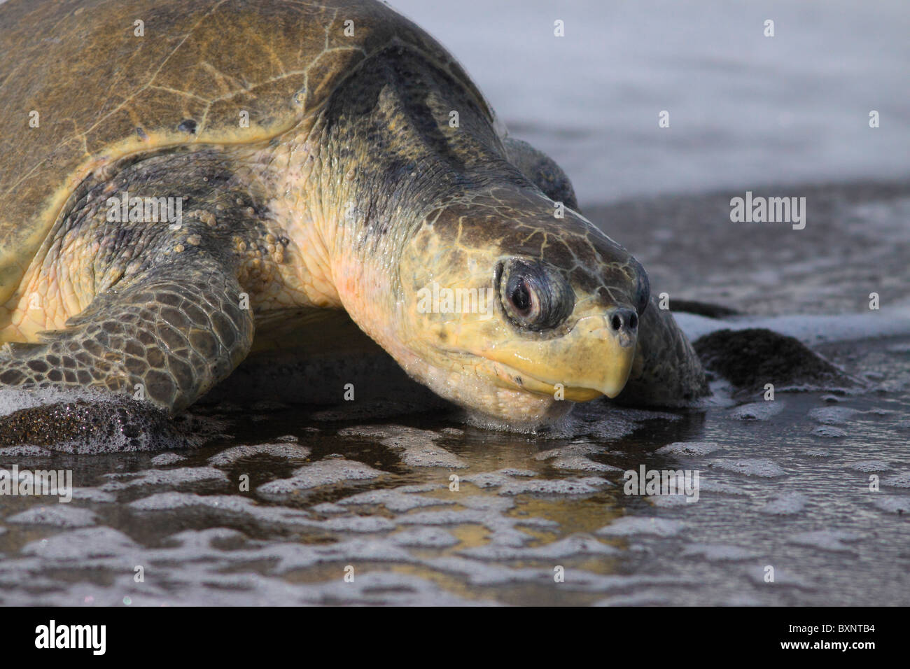 Olive Ridley Turtle emerges from ocean at Ostional to lay eggs during ...