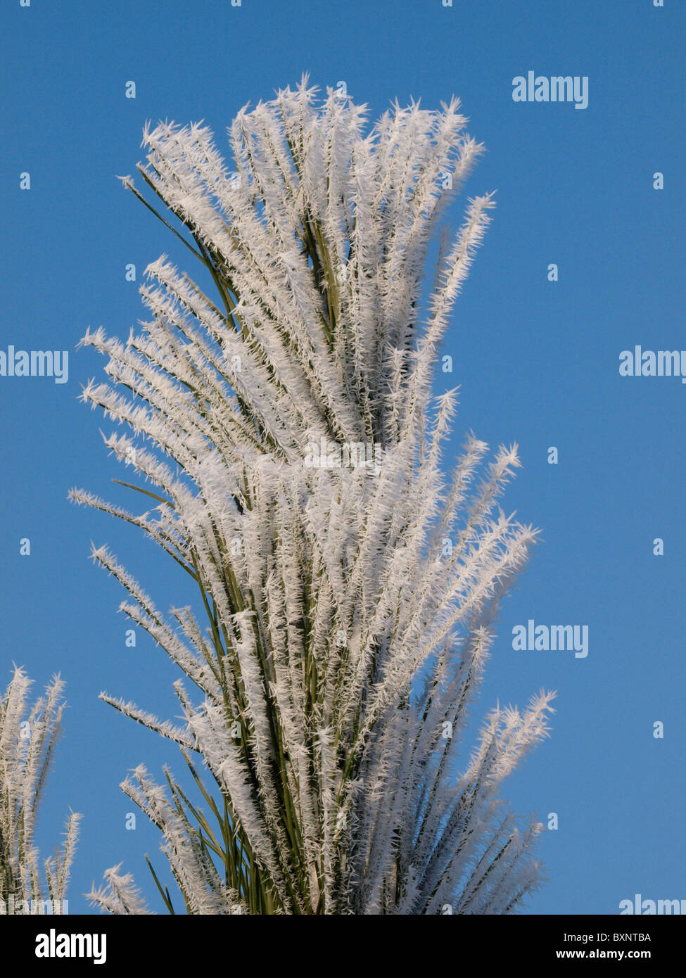 Frozen pine tree, UK Stock Photo - Alamy