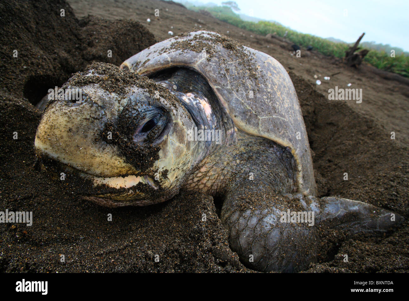 Turtle laying eggs beach hi-res stock photography and images - Alamy