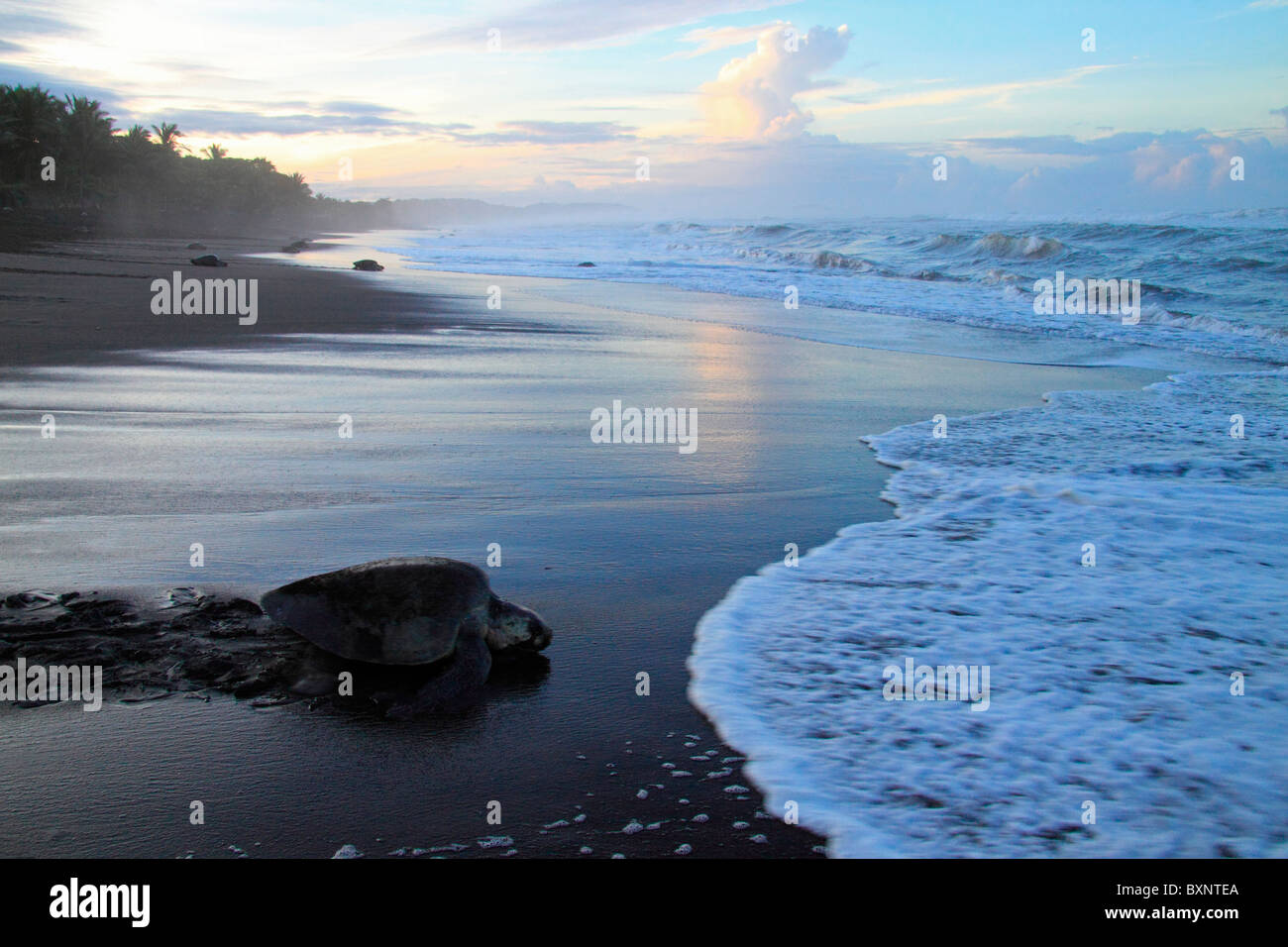 Olive Ridley Turtles return to ocean at sunrise after laying eggs ...