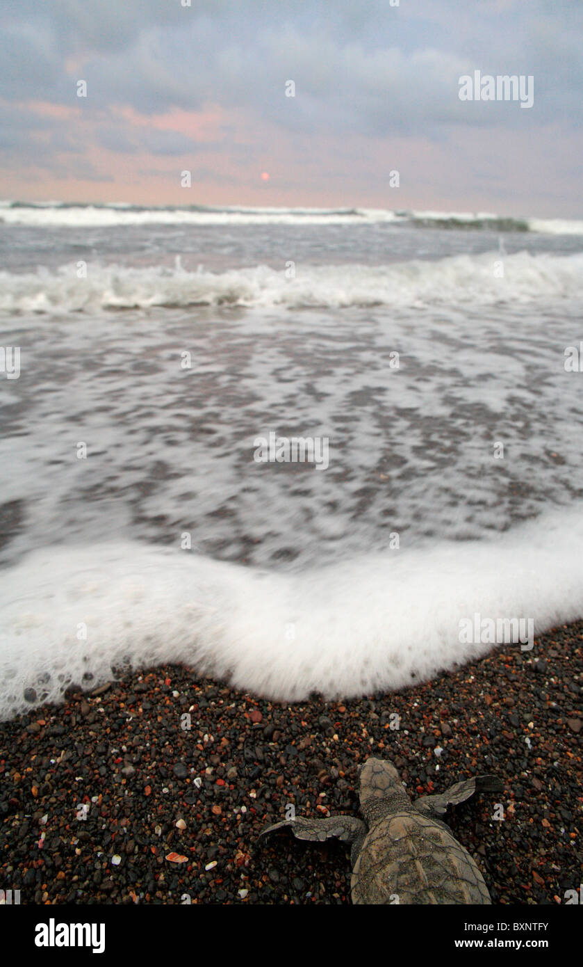 Olive ridley turtle hi-res stock photography and images - Alamy