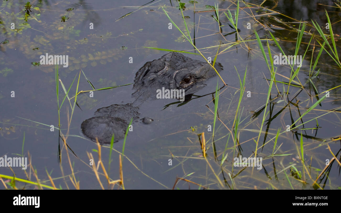 Southeastern us croc hi-res stock photography and images - Alamy