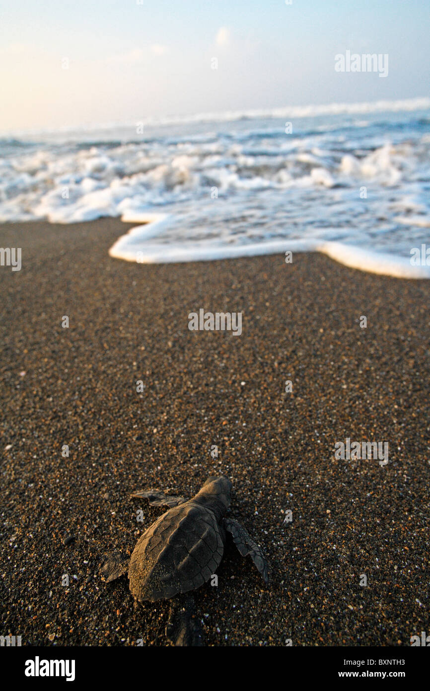 Baby olive ridley sea turtles hi-res stock photography and images - Alamy