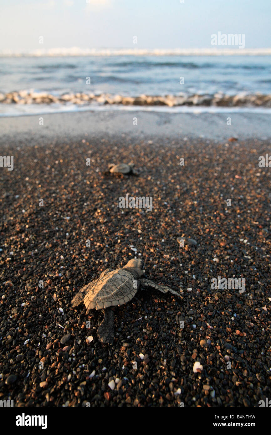 Hatchling Olive Ridley Turtles crawl to ocean after emerging from nest ...
