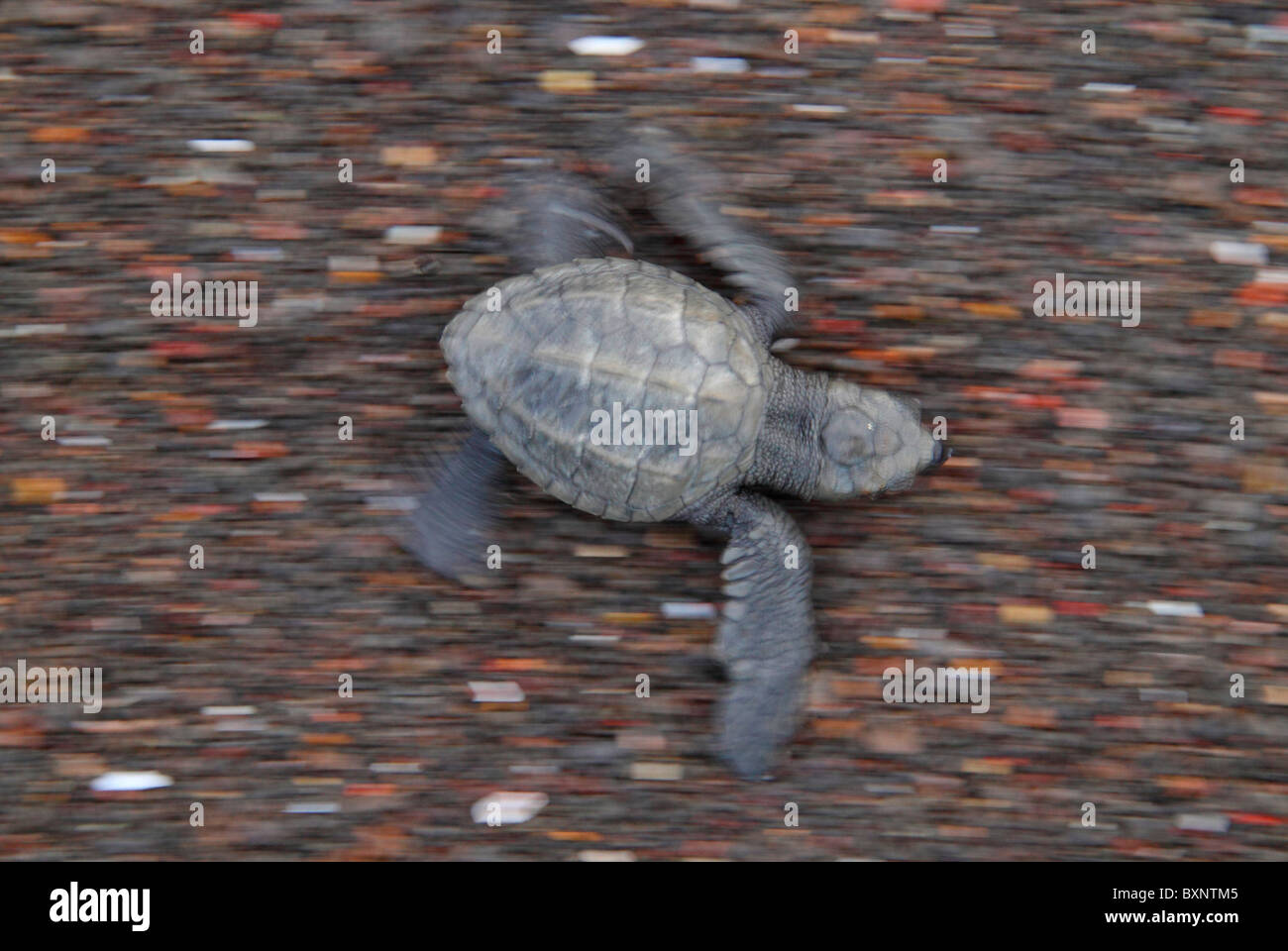 Baby olive ridley sea turtles hi-res stock photography and images - Alamy