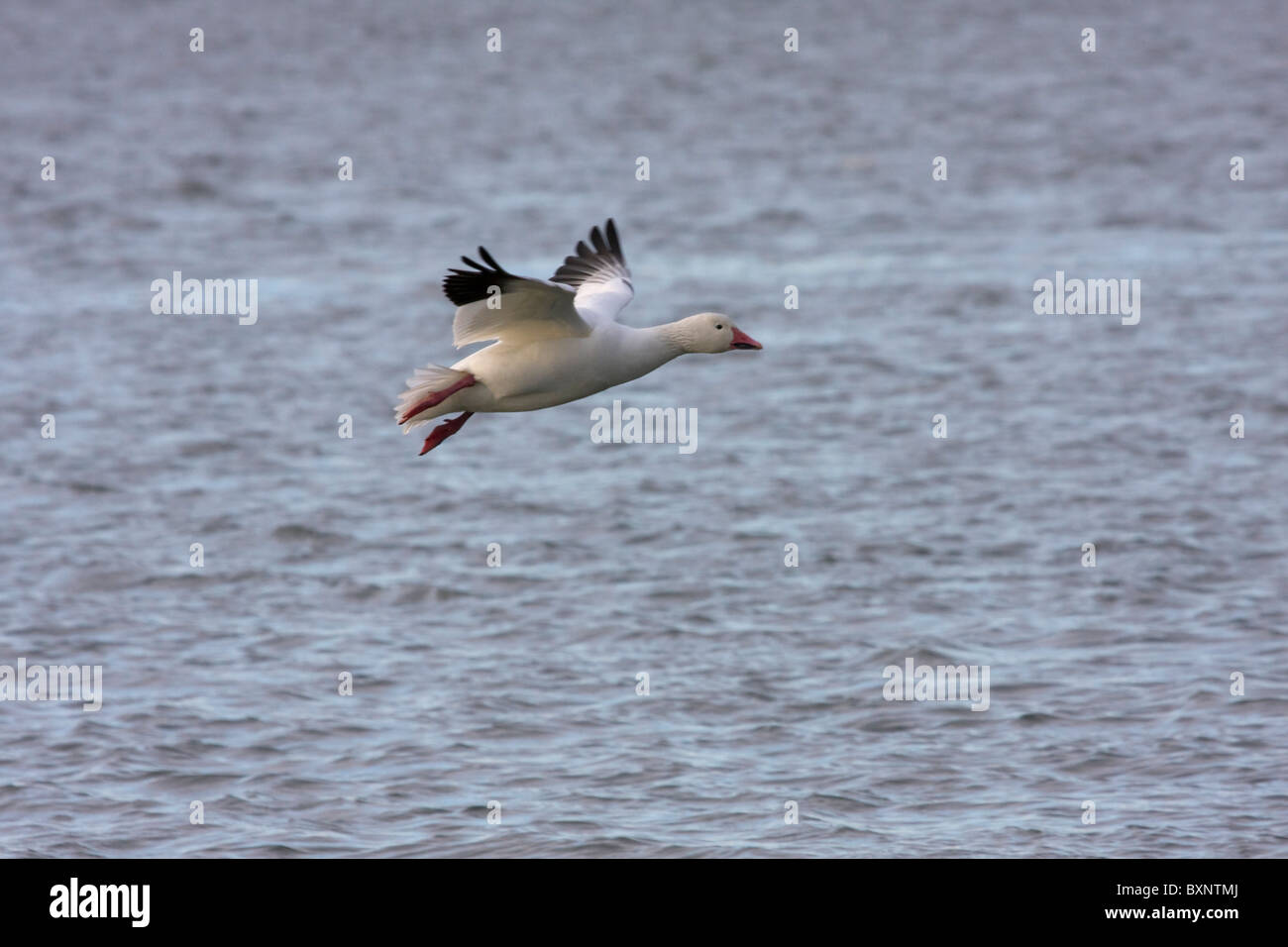 Snow goose wing feathers hi-res stock photography and images - Alamy