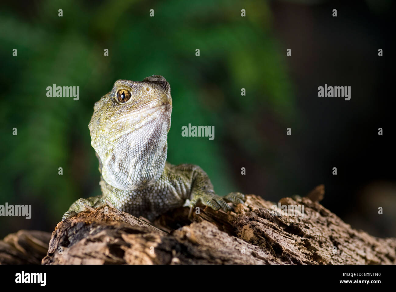 Sphenodon punctatus tuatara hi-res stock photography and images - Alamy