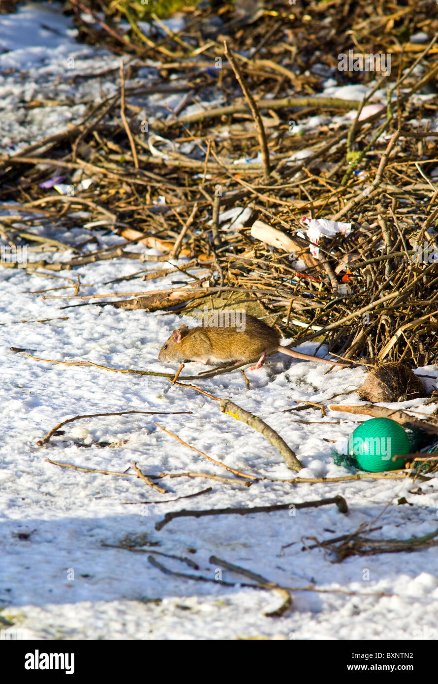 Ice rat hi-res stock photography and images - Alamy