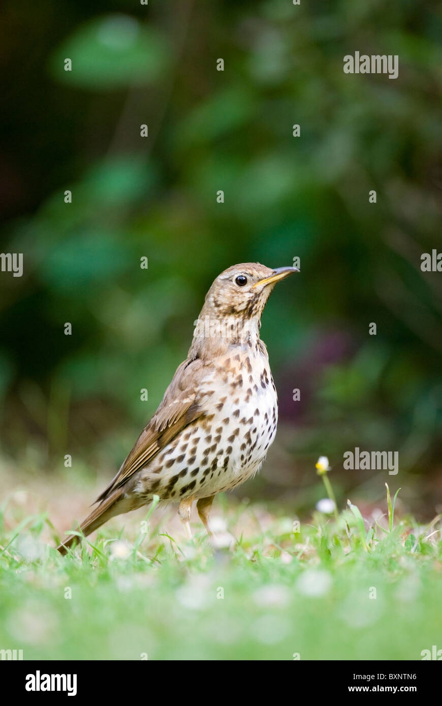 Non native species new zealand hi-res stock photography and images - Alamy