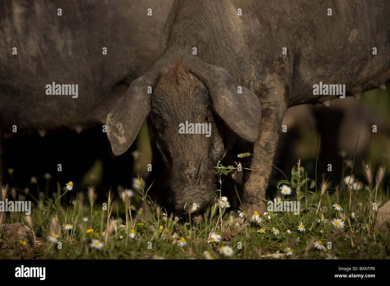 A Spanish Iberian pig, the source of Iberico ham known as pata negra ...