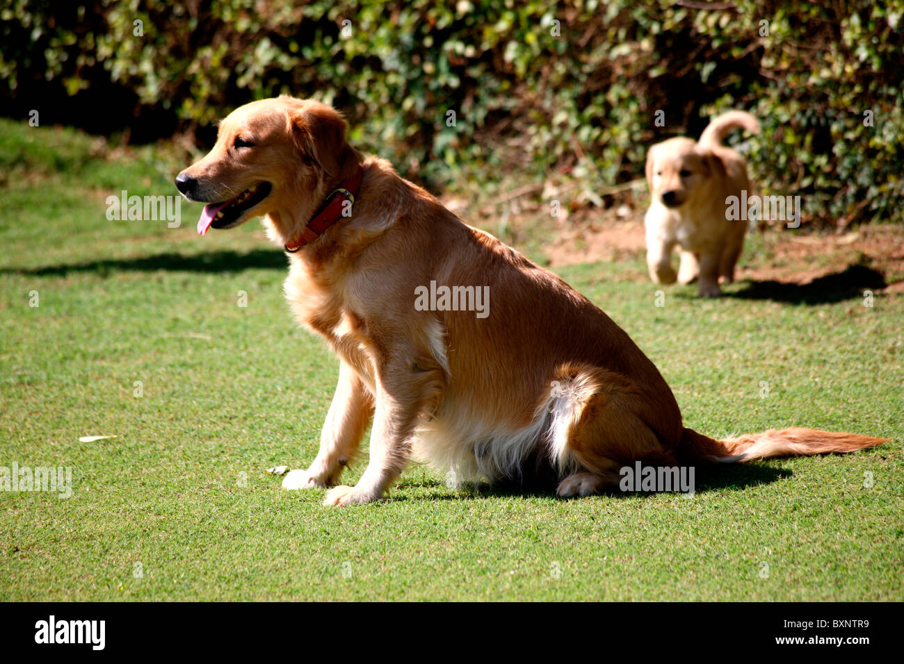 A dog with a puppy Stock Photo - Alamy