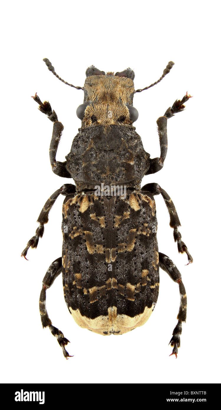 Fungus weevil hi-res stock photography and images - Alamy