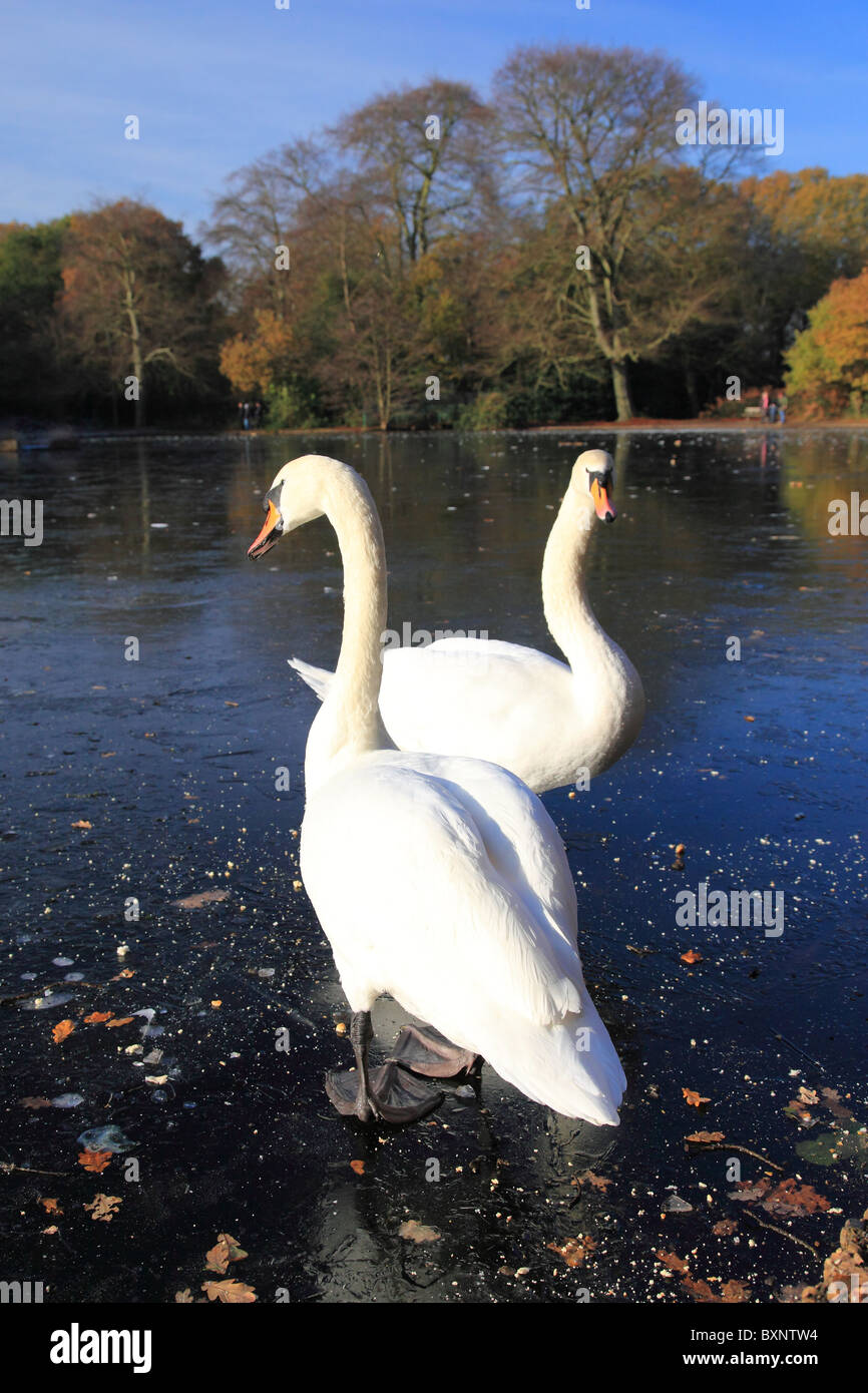Swans on Queensmere in winter, Wimbledon Surrey England Stock Photo - Alamy