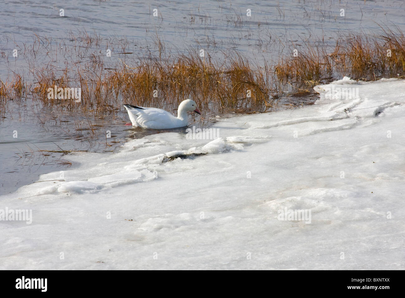 Snow goose wing feathers hi-res stock photography and images - Alamy
