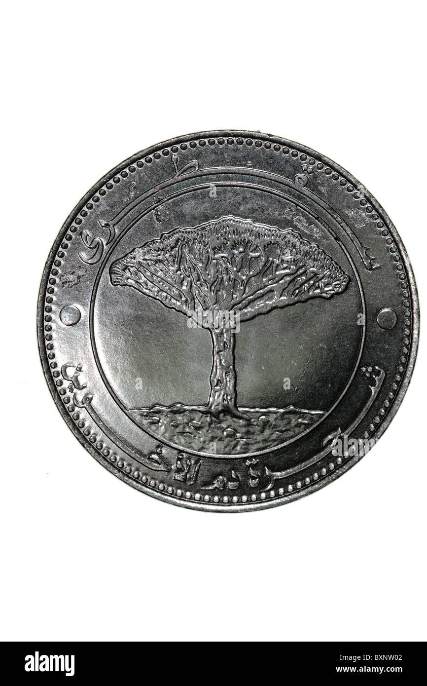 Dracaena cinnabari hi-res stock photography and images - Alamy