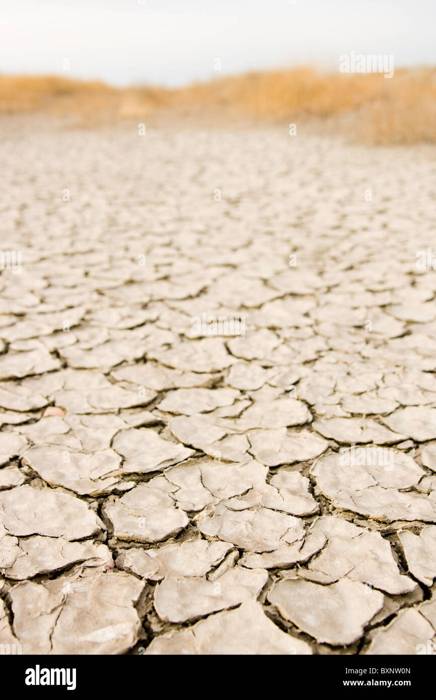 Cracked Desert Background