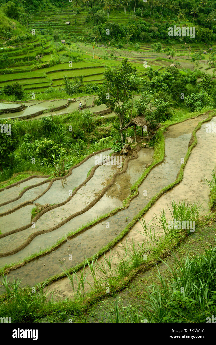 Workers plant new rice in the beautiful terraced rice fields of Bali ...