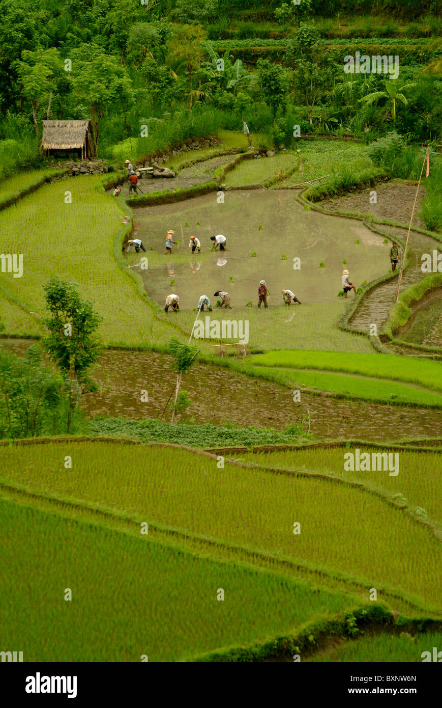 Workers plant new rice in the beautiful terraced rice fields of Bali ...