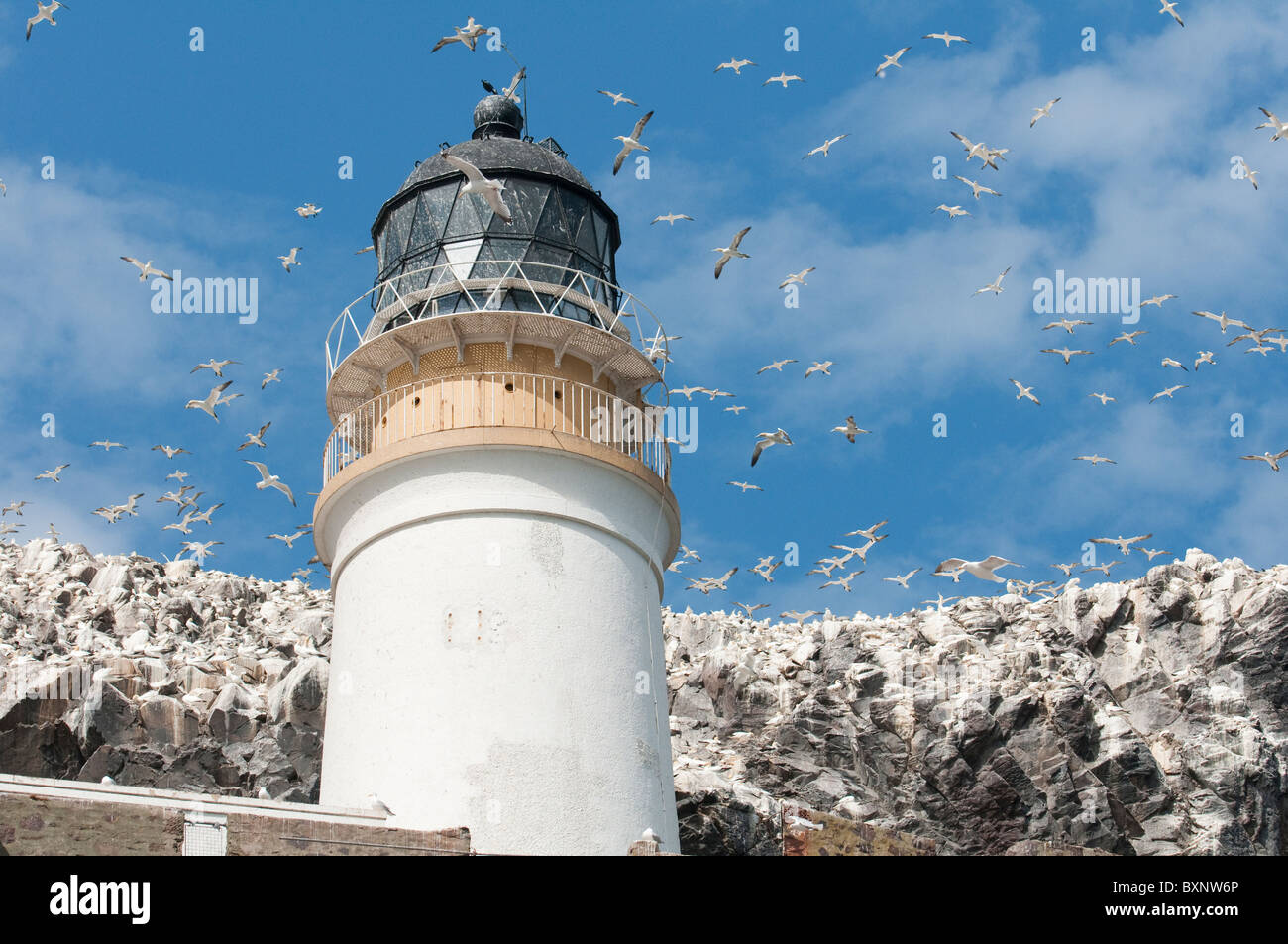 Bass Rock Scotland Stock Photo - Alamy