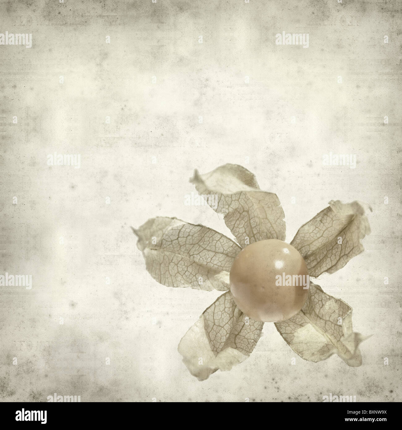 textured old paper background with physalis, Cape gooseberry, ground ...