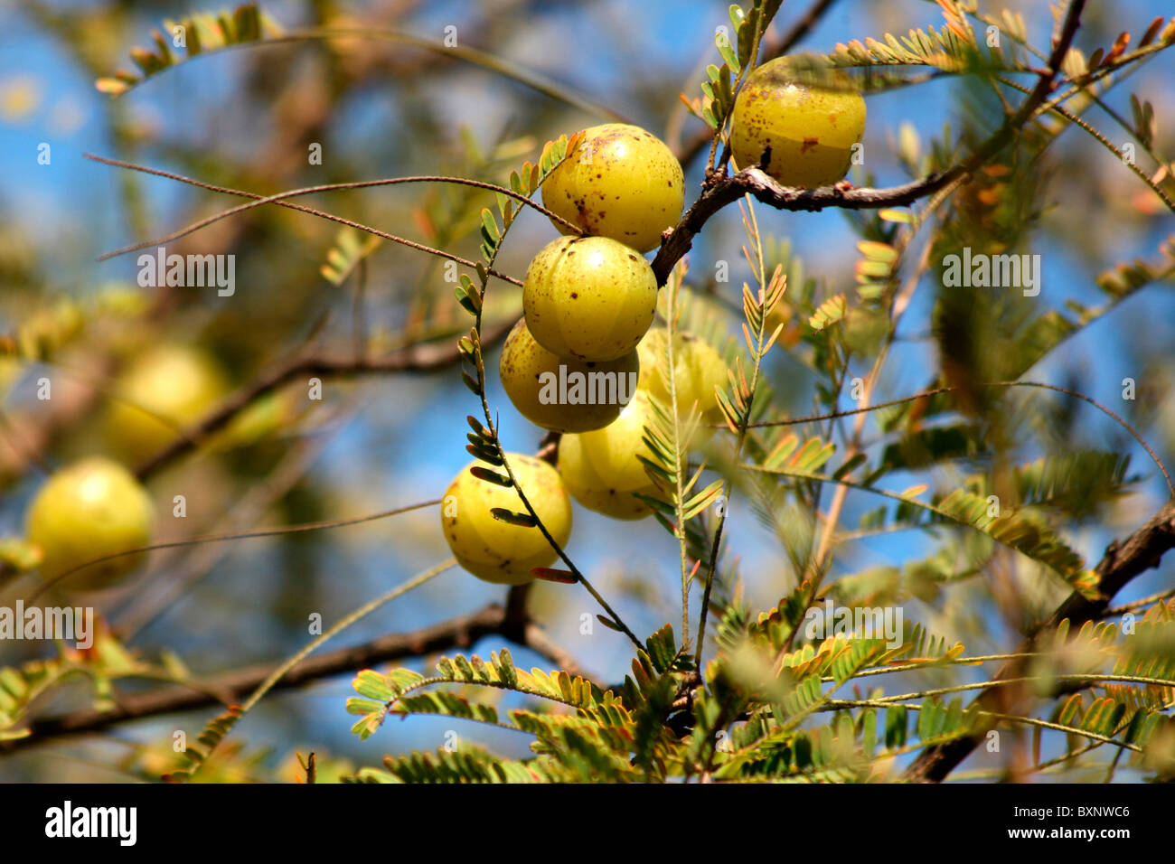 Goose berries hi-res stock photography and images - Alamy